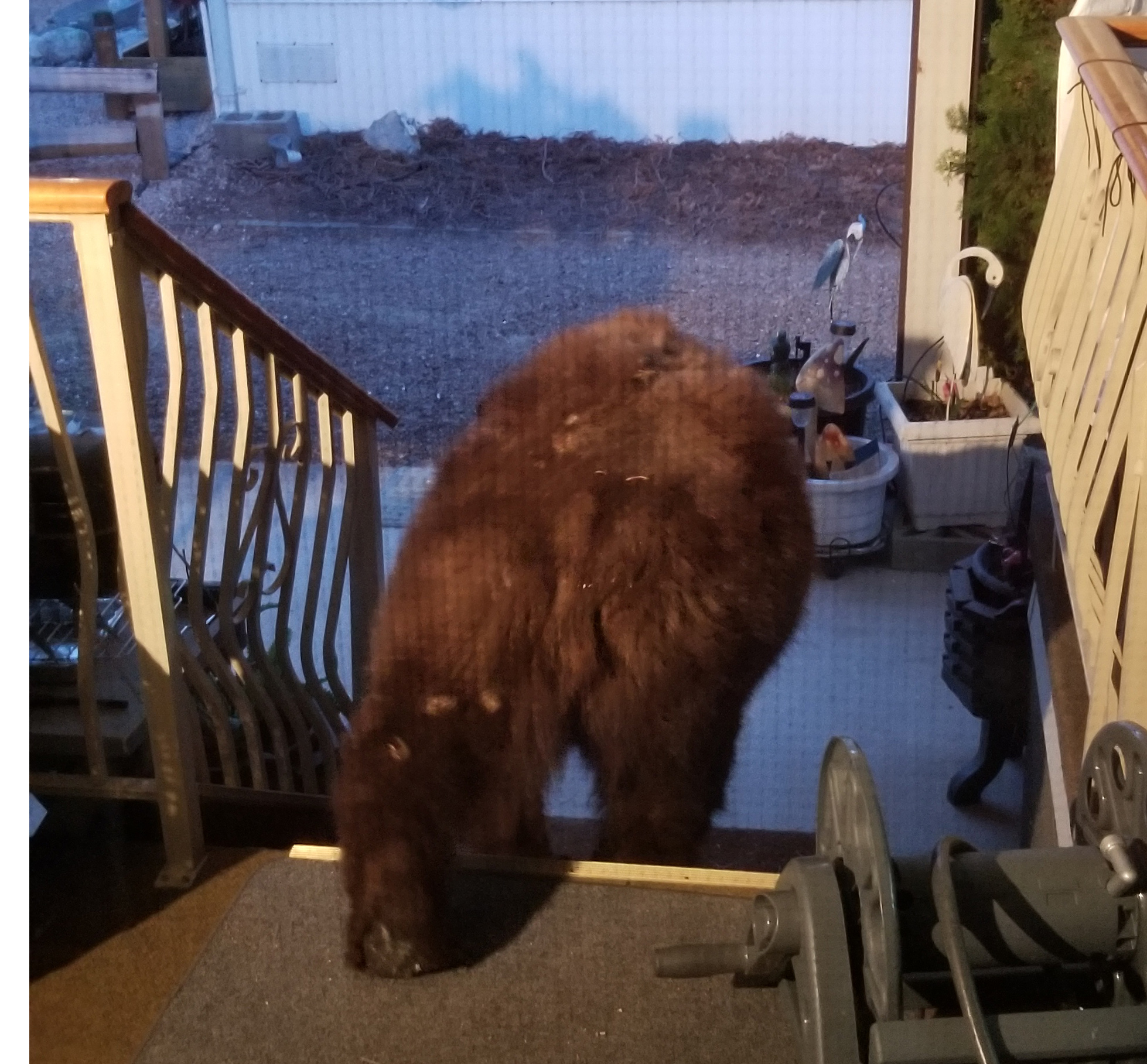Habituated bears reportedly meet sad end - TimesChronicle.ca