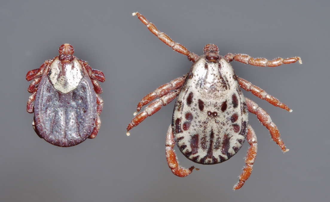 TickTalk: Time to mind the ticks - TimesChronicle.ca