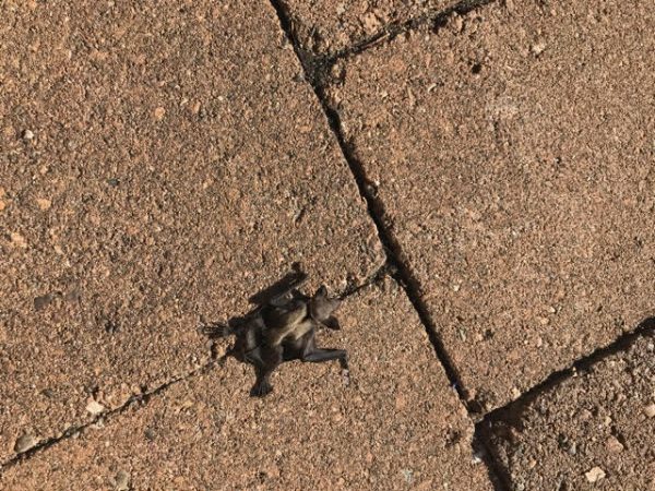 Mid-summer is the time for insect eating bats - TimesChronicle.ca