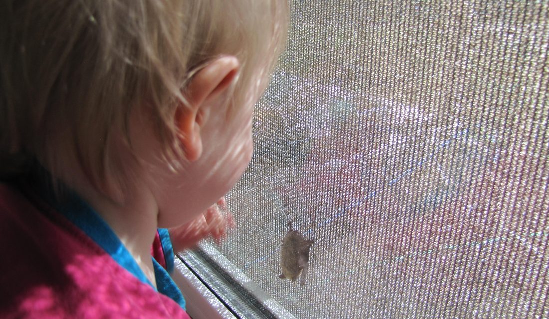 Mid-summer is the time for insect eating bats - TimesChronicle.ca