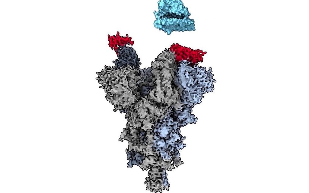 UBC researchers discover COVID-19 ‘master keys’ - TimesChronicle.ca