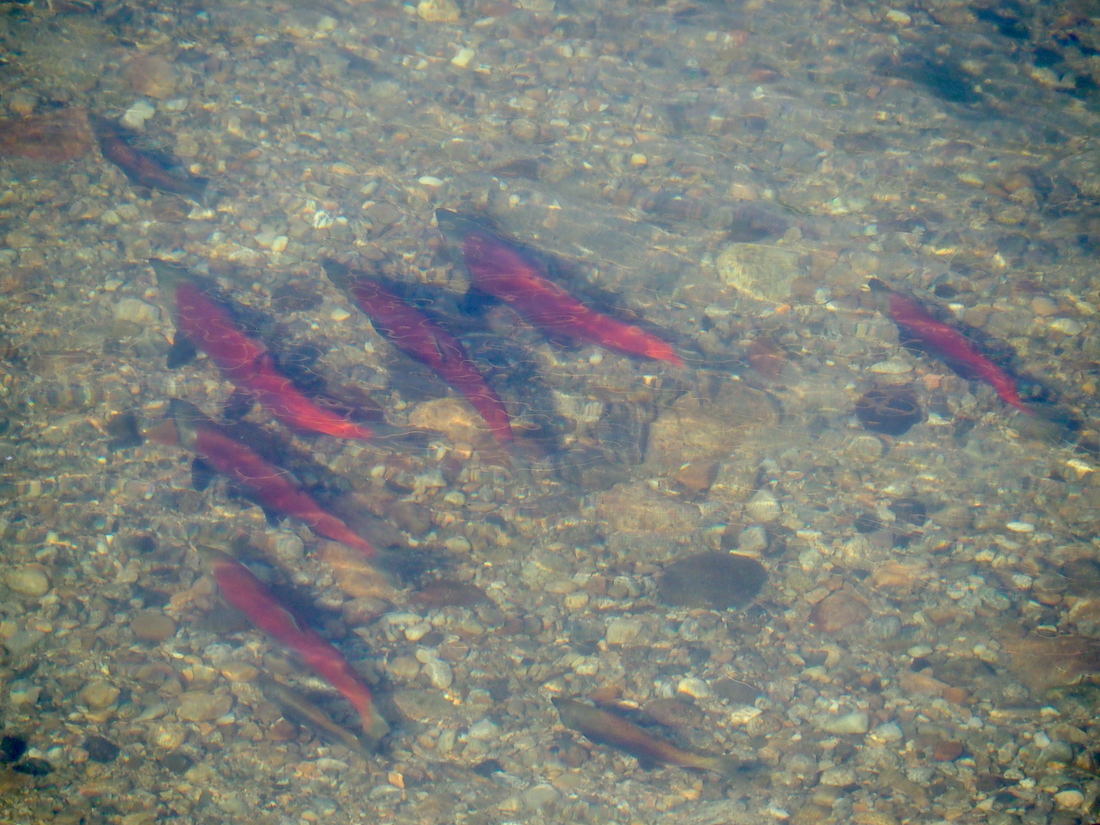 Record salmon run thanks to concerted conservation effort ...