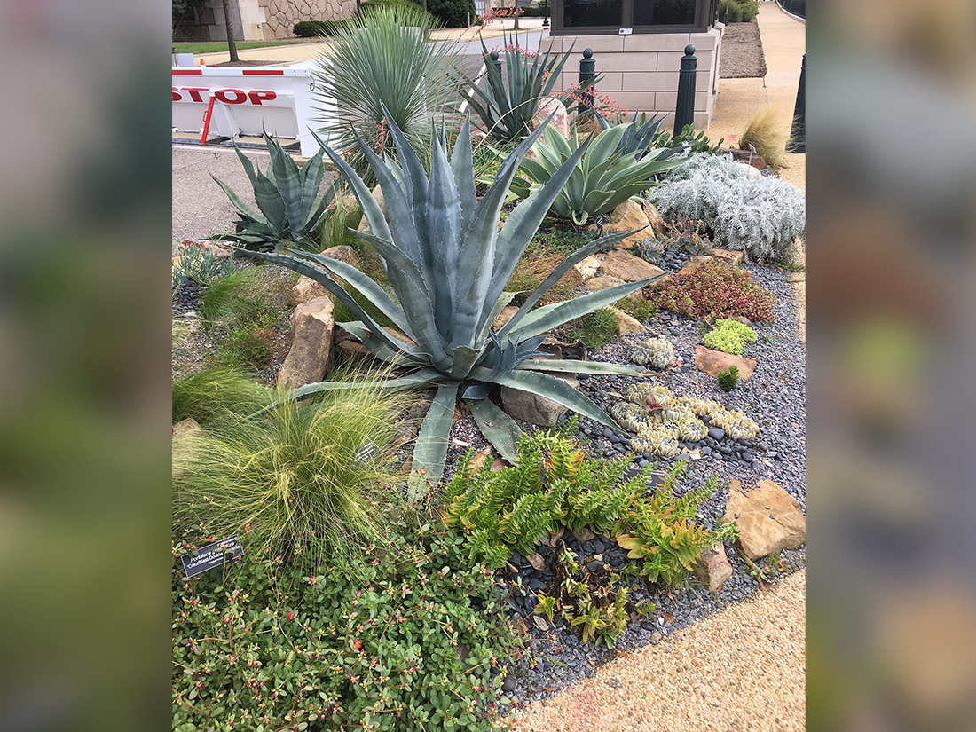 Town of Oliver seeks grant for xeriscape garden - TimesChronicle.ca