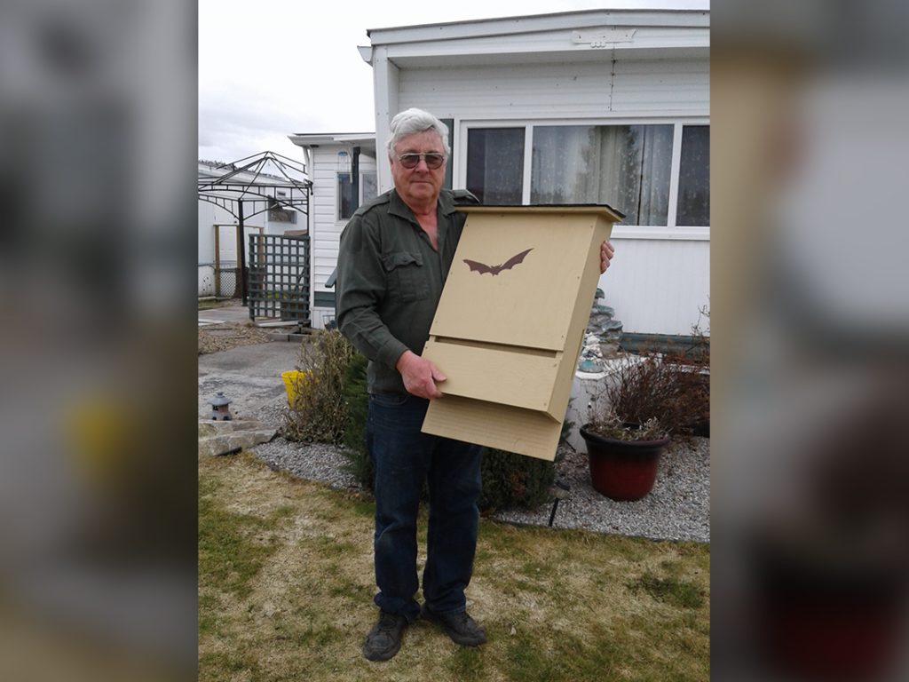 Shedding light on bats in the Okanagan Valley - TimesChronicle.ca