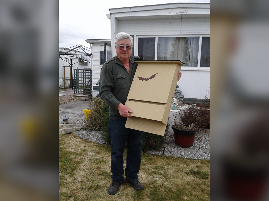 Shedding light on bats in the Okanagan Valley - TimesChronicle.ca