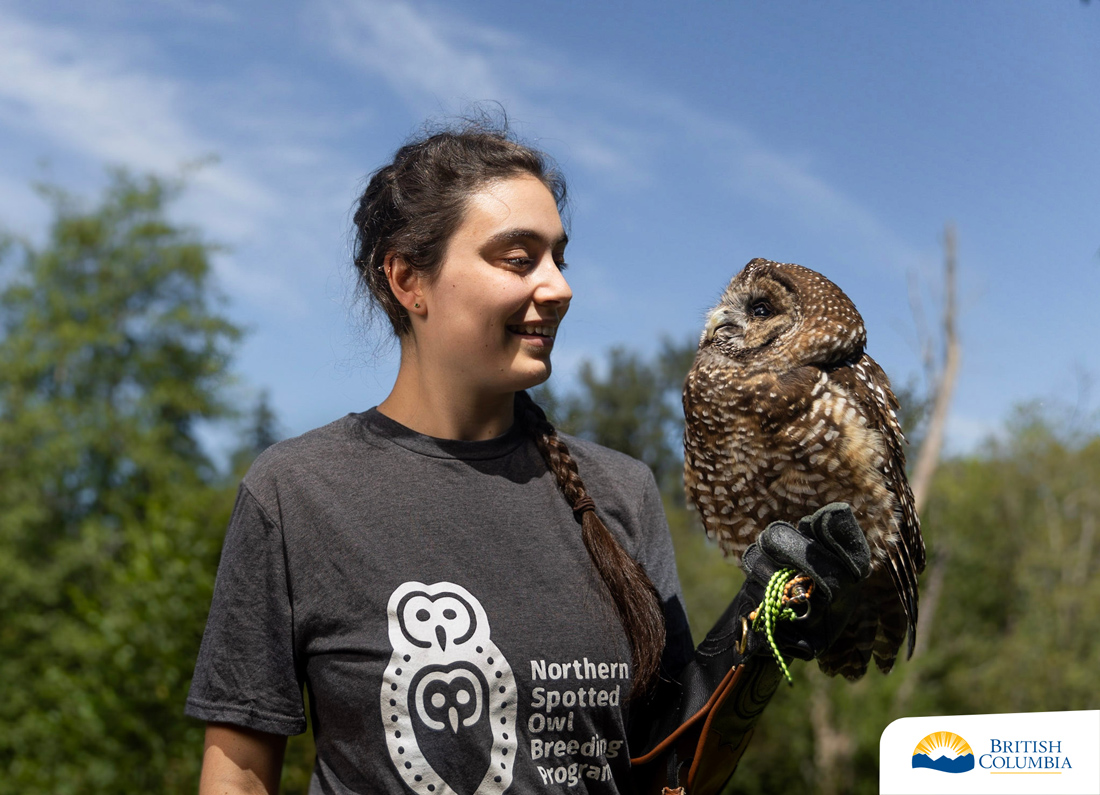 First ever captive-bred spotted owls released into wild - TimesChronicle.ca