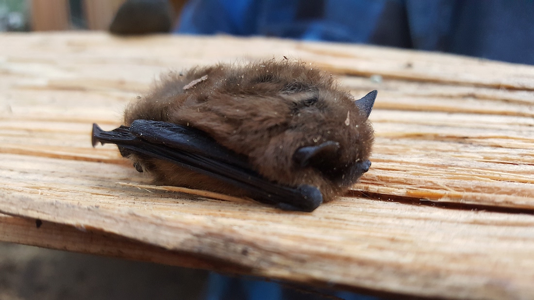 Public asked to help as bat crisis brewing - TimesChronicle.ca