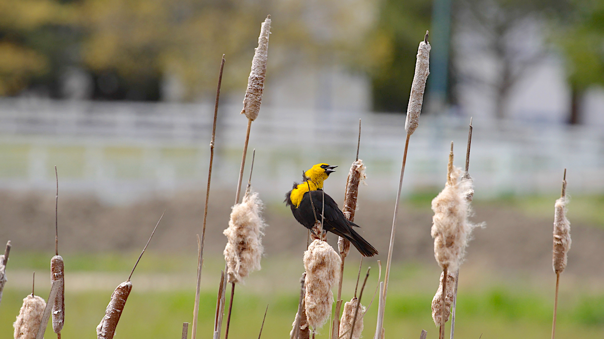 Bird Trail takes flight with more trails coming - TimesChronicle.ca