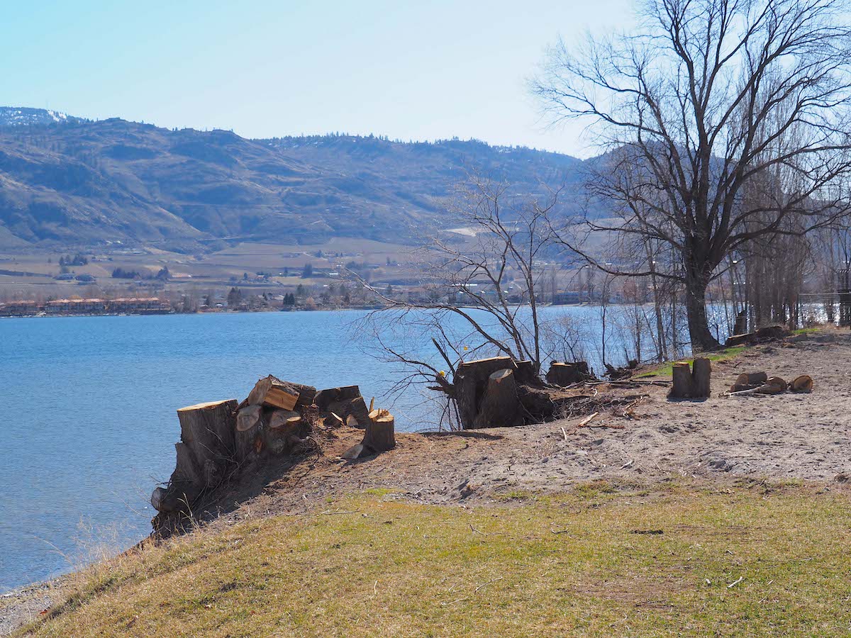 Osoyoos hears plea to preserve mature trees - TimesChronicle.ca