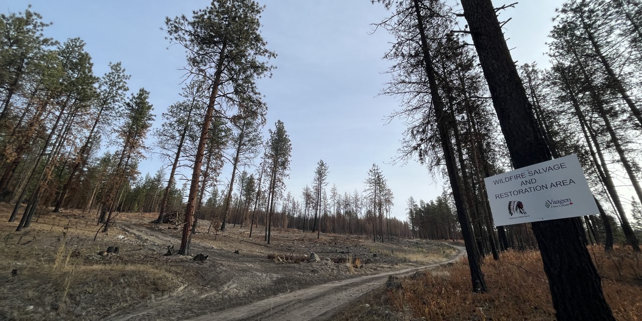 Nk’Mip wildfire recovery project receiving praise - TimesChronicle.ca