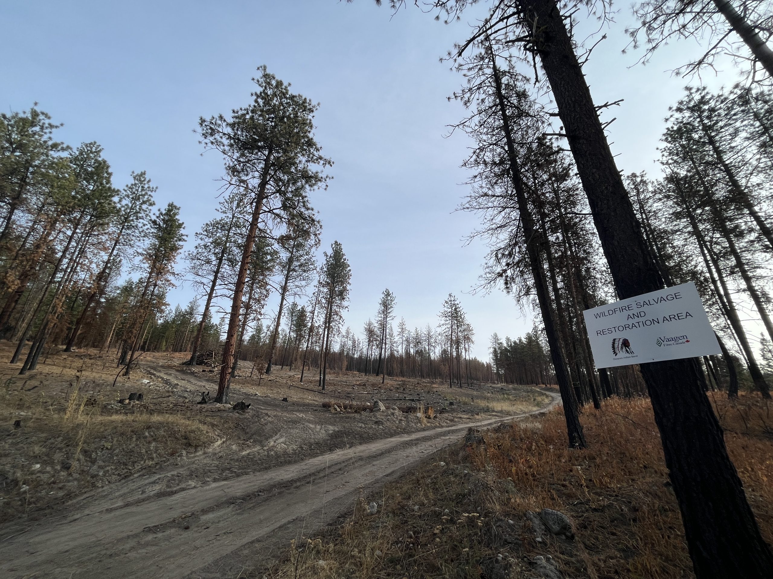 Nk’Mip wildfire recovery project receiving praise - TimesChronicle.ca