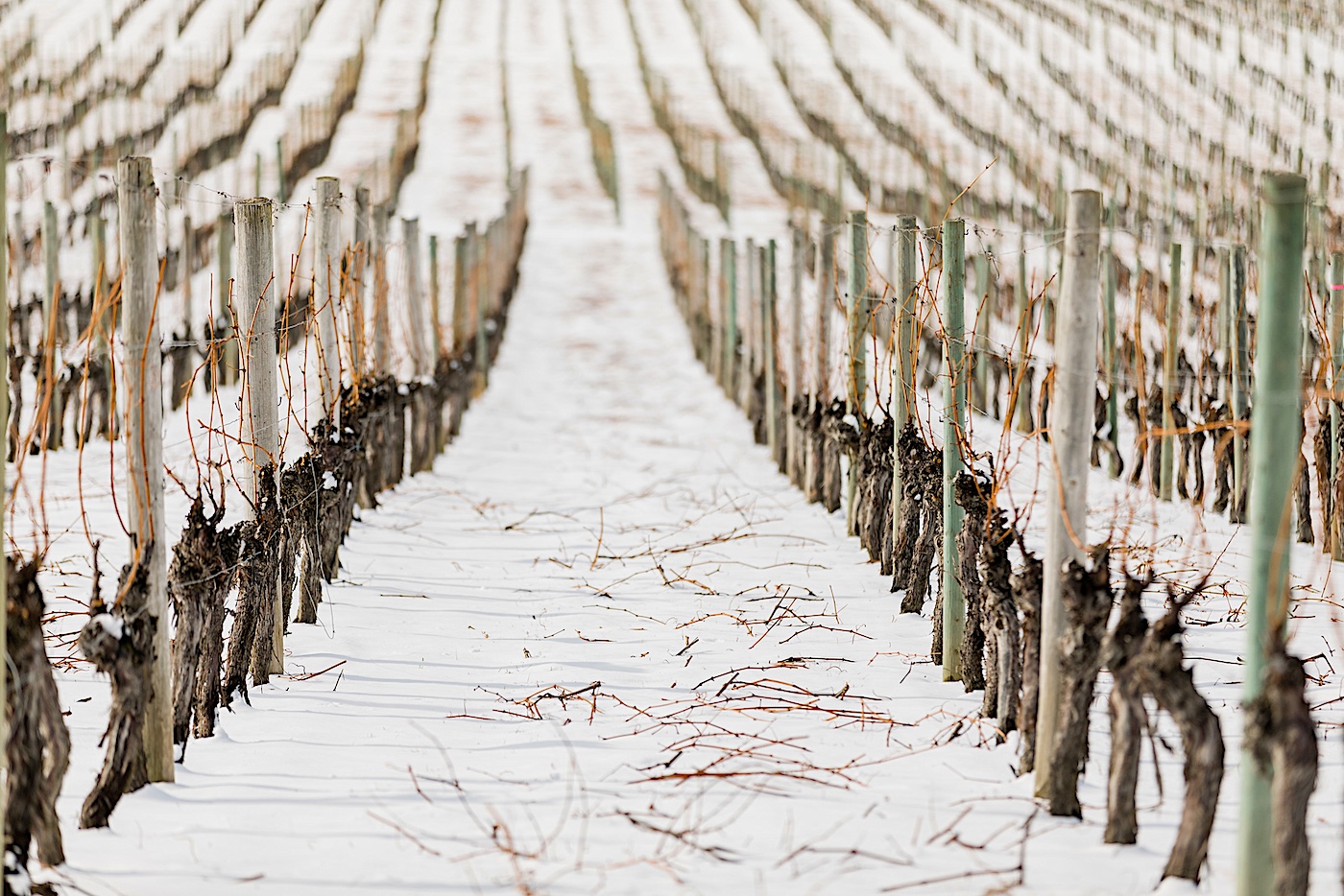 'Catastrophic' grape losses from extreme cold event - TimesChronicle.ca