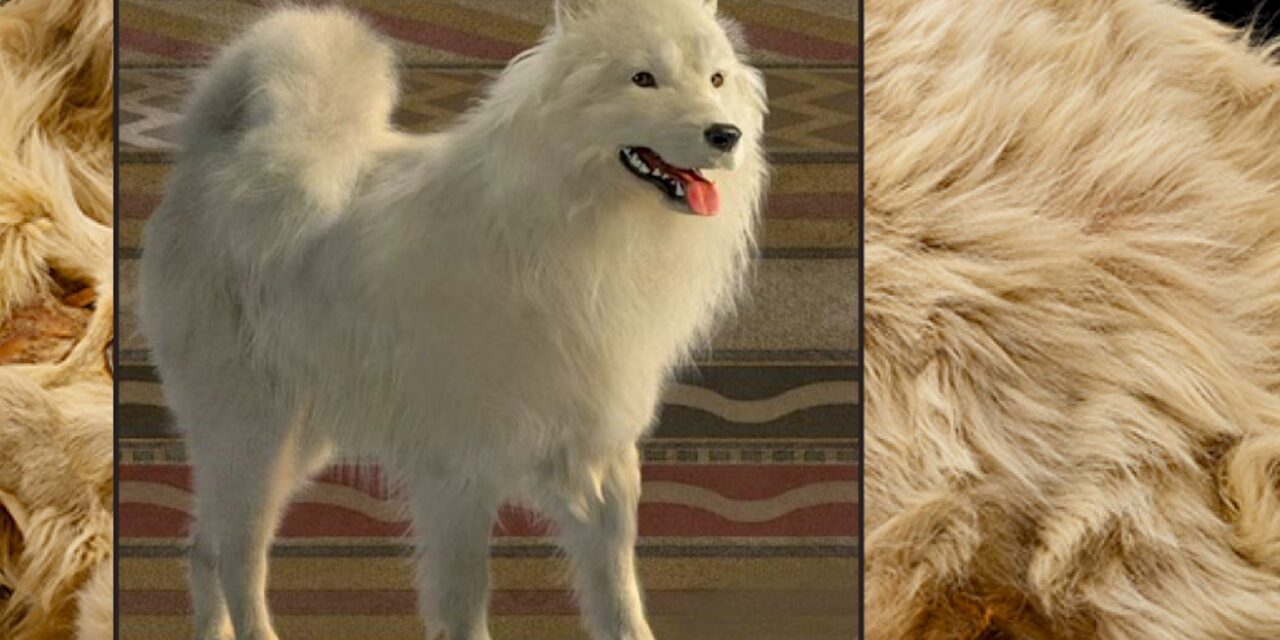 Researchers study 160-year-old woolly dog pelt - TimesChronicle.ca