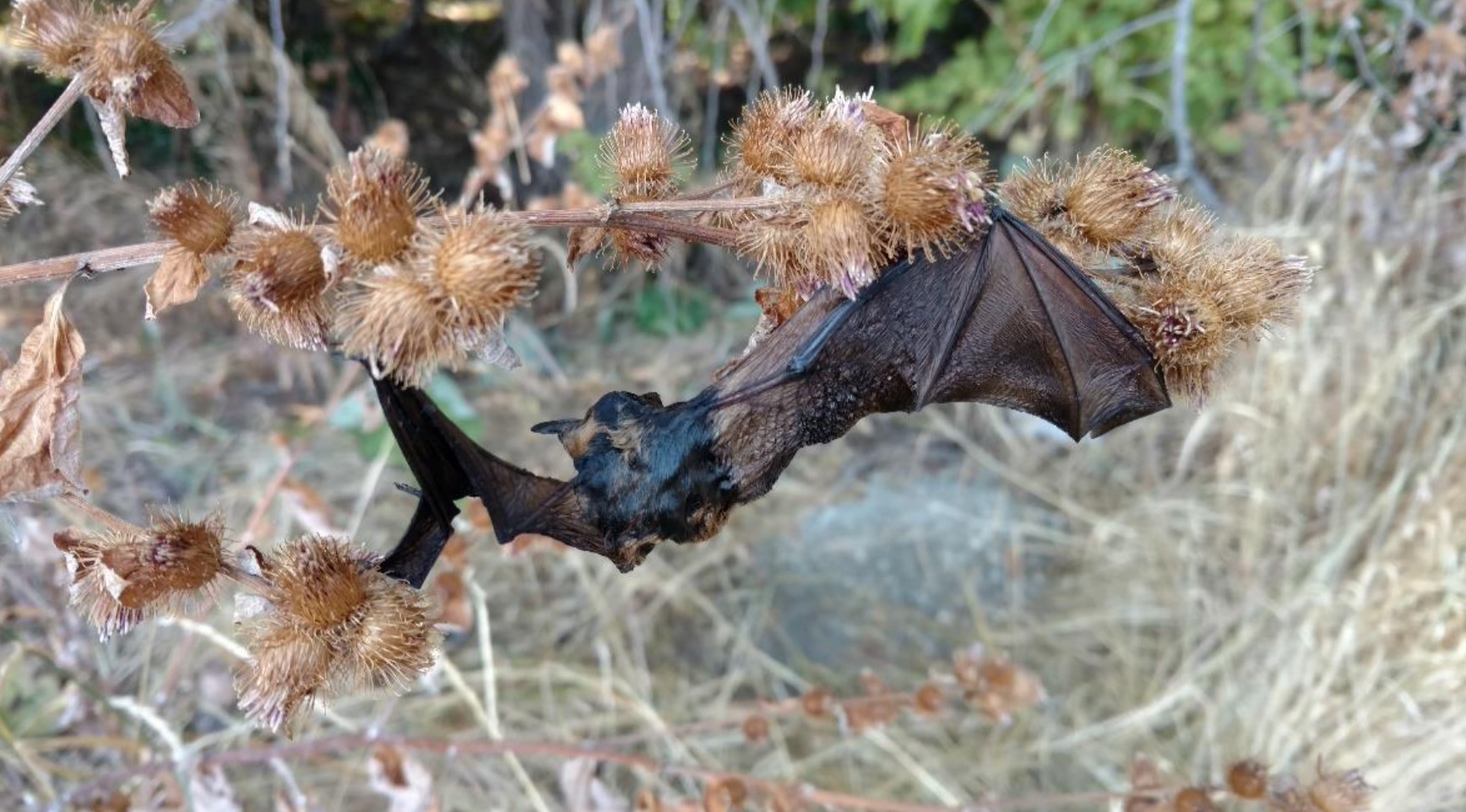 Bat-friendly gardening in the South Okanagan - TimesChronicle.ca