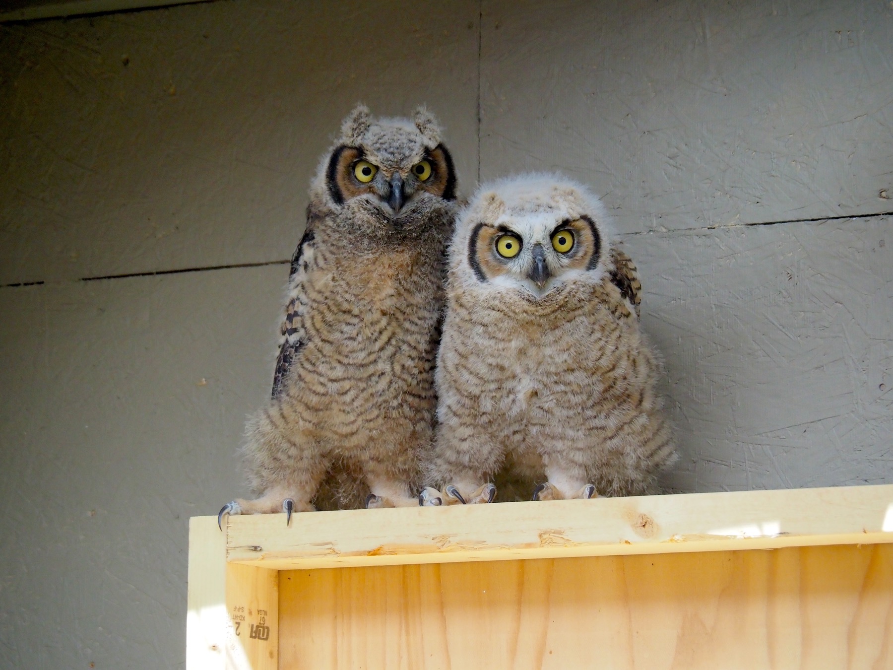 Throngs of visitors at raptor rehab open house - TimesChronicle.ca