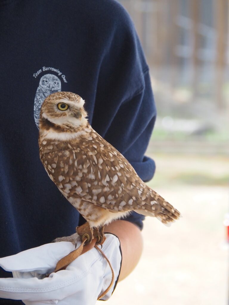 Throngs of visitors at raptor rehab open house - TimesChronicle.ca