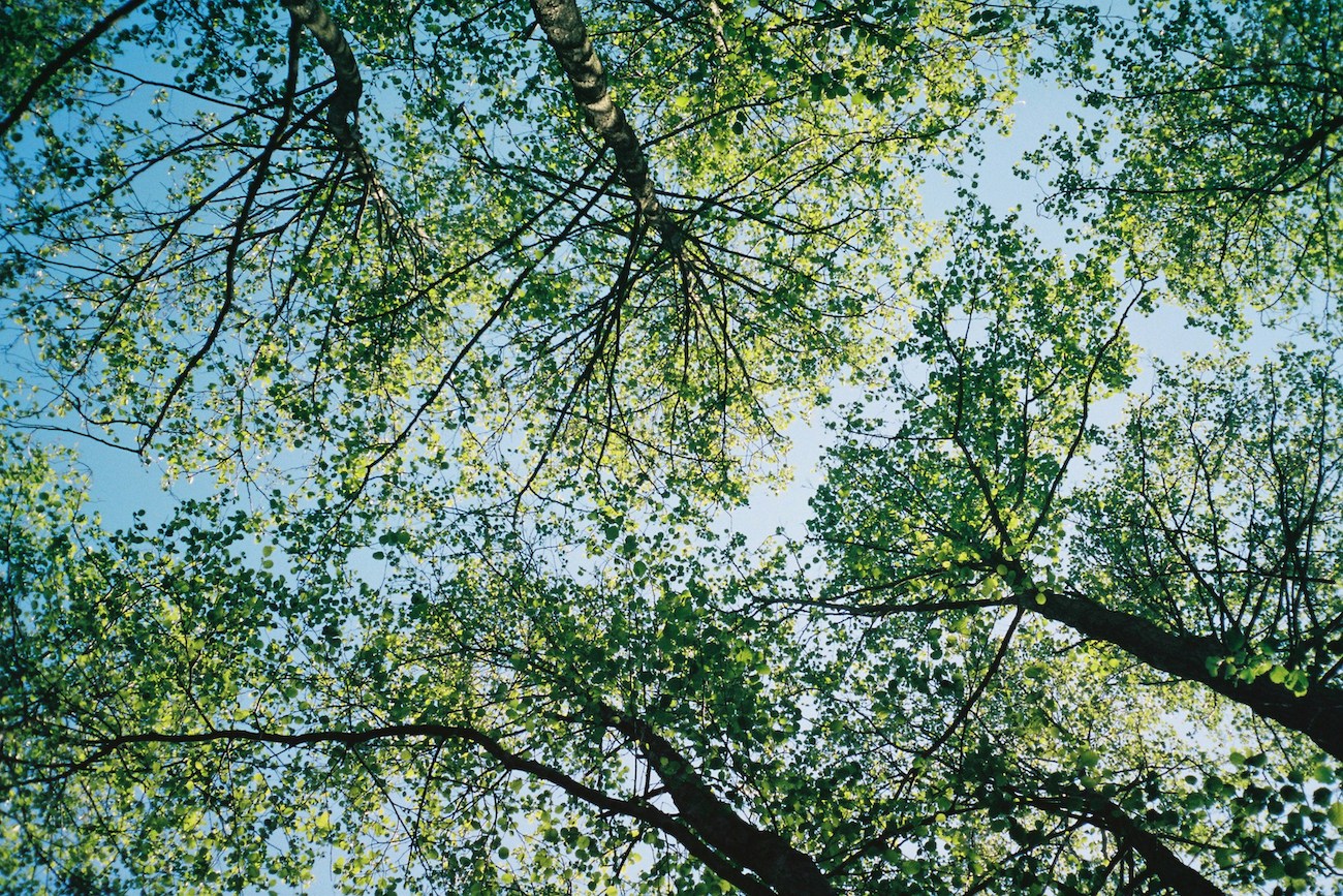 Prioritizing maintenance of the tree canopy in Oliver - TimesChronicle.ca