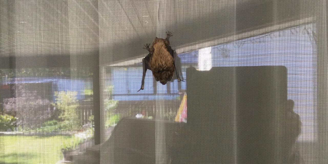 August is learning to fly time for bats - TimesChronicle.ca