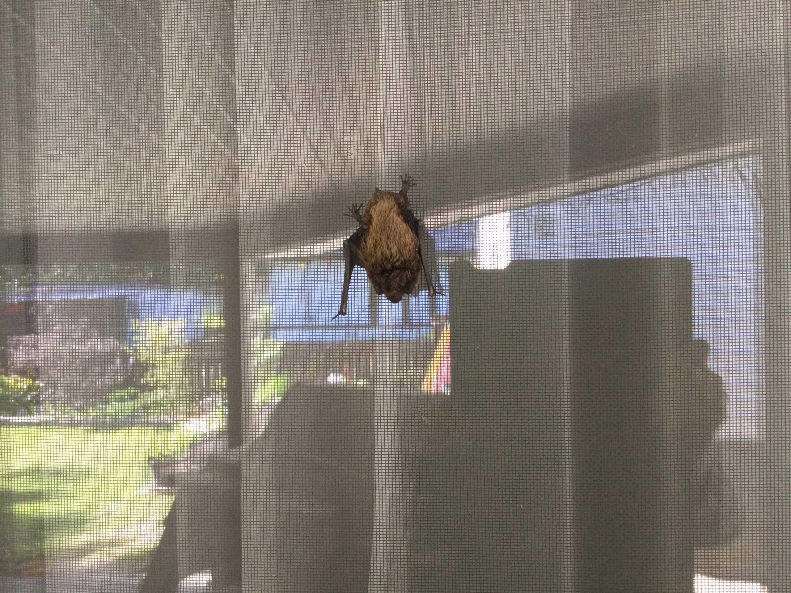 August is learning to fly time for bats - TimesChronicle.ca