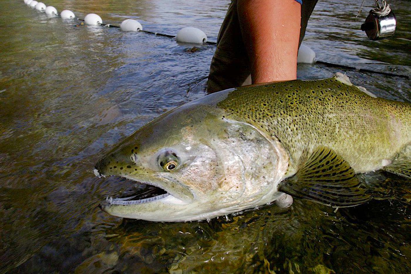 Chinook makes ‘milestone’ return home to Okanagan Lake - TimesChronicle.ca