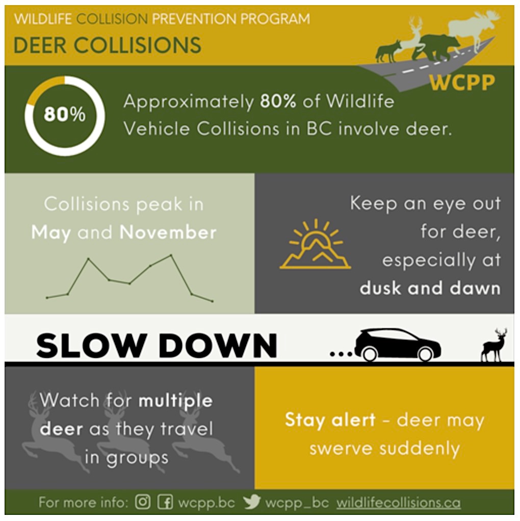 Peak season for deer collisions as Hwy. 97 single lane Wed a.m ...