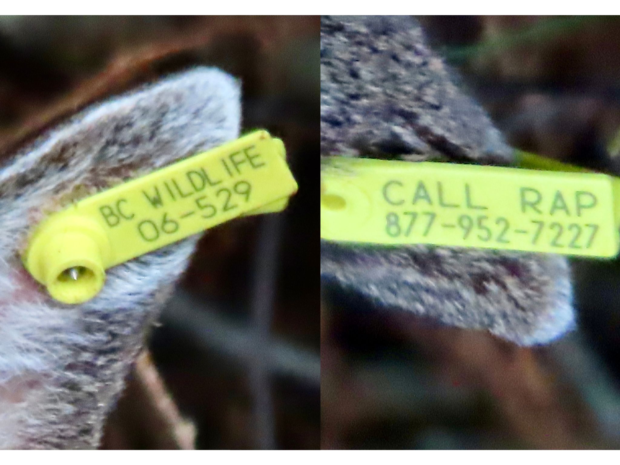 Mysterious buck reveals potential AI scheme targeting seniors ...