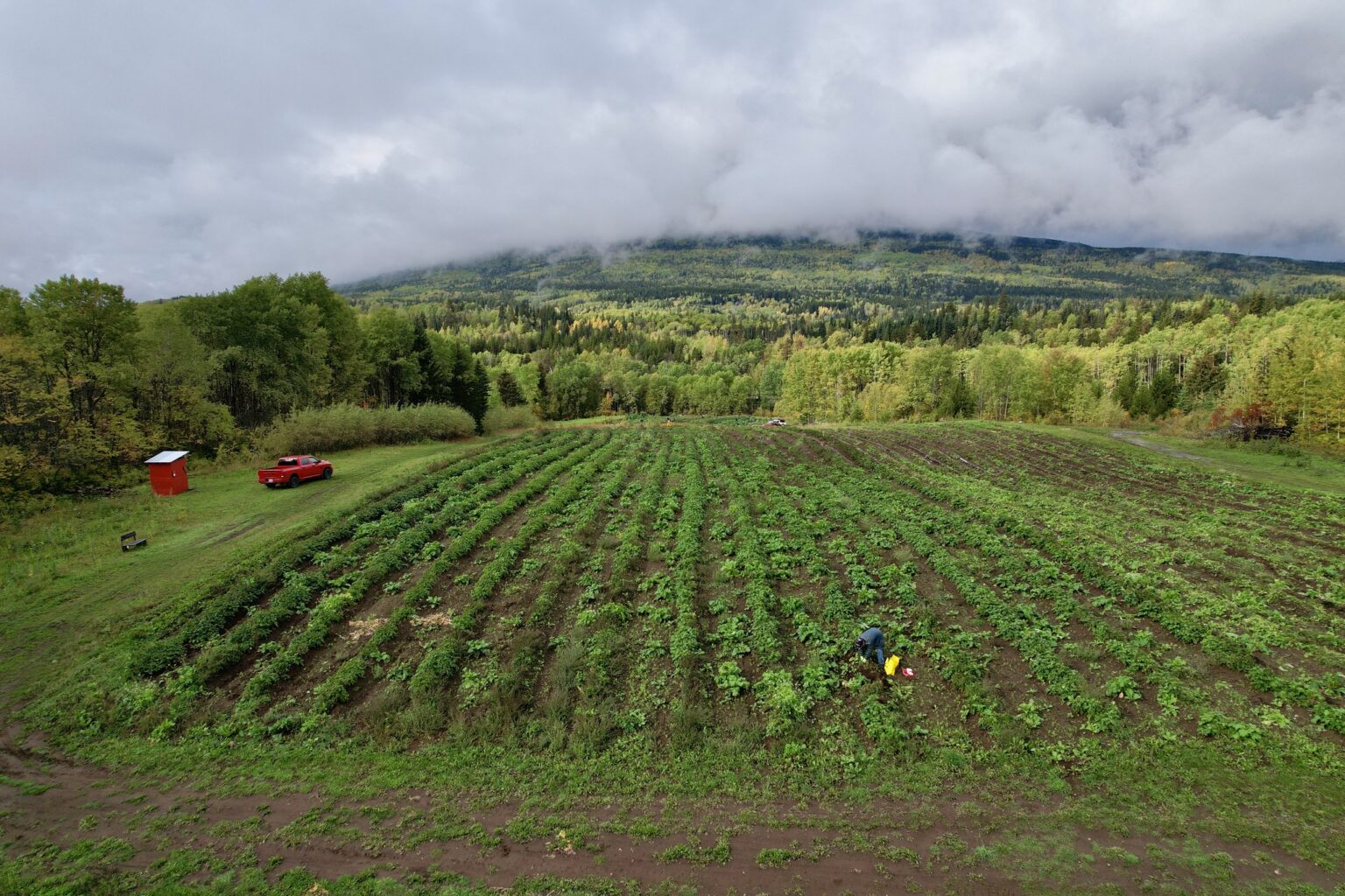 ‘Tea Creek’ screening explores Indigenous food sovereignty ...