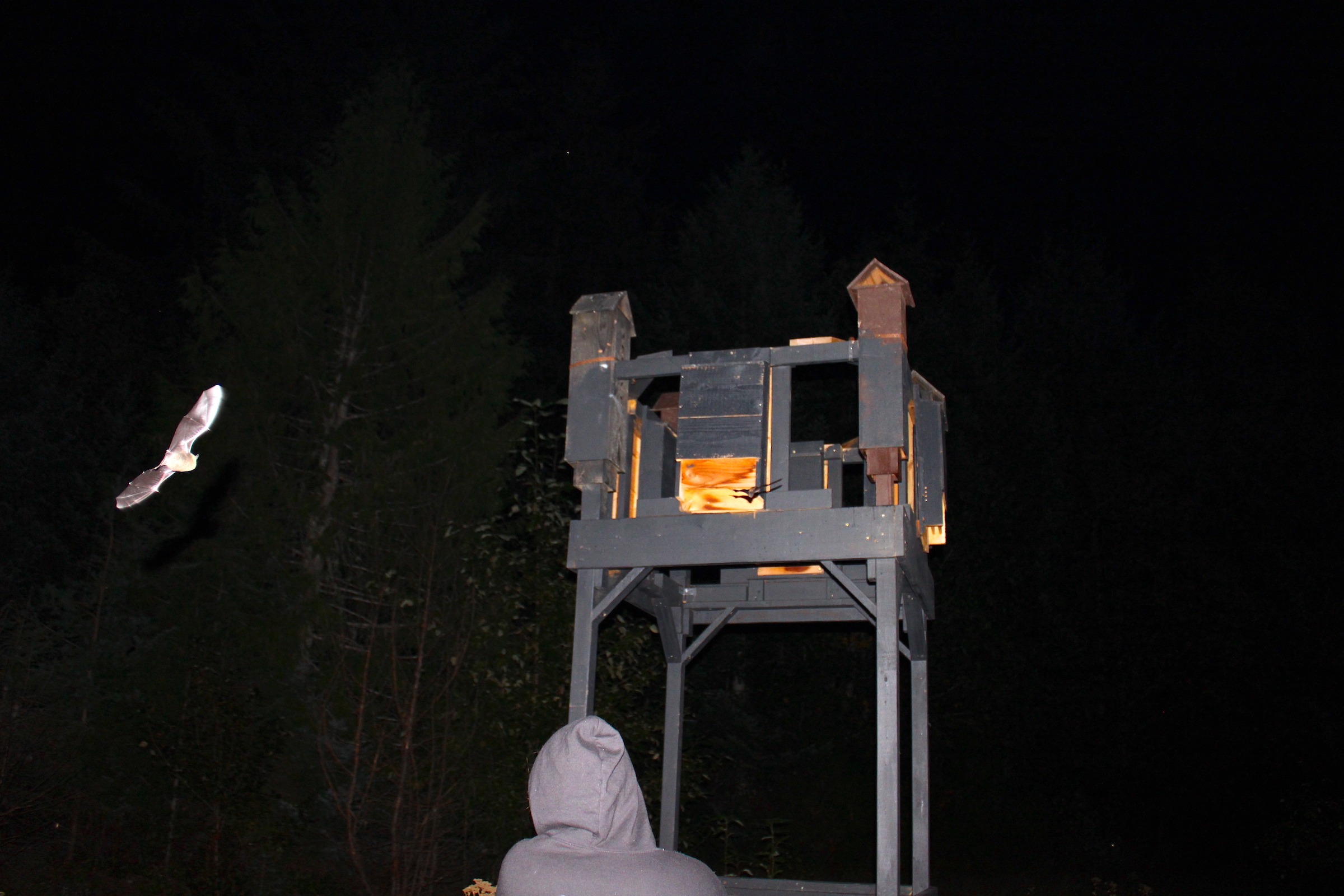 Be a bat citizen scientist and join BC bat count - TimesChronicle.ca