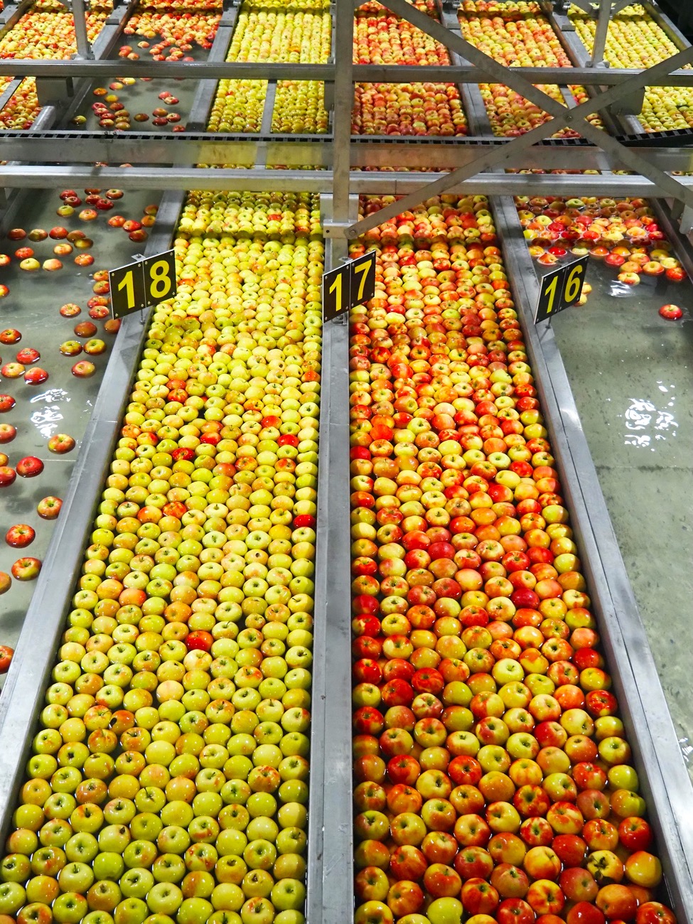 BC Tree Fruits in Oliver up and running by Canada Day - TimesChronicle.ca