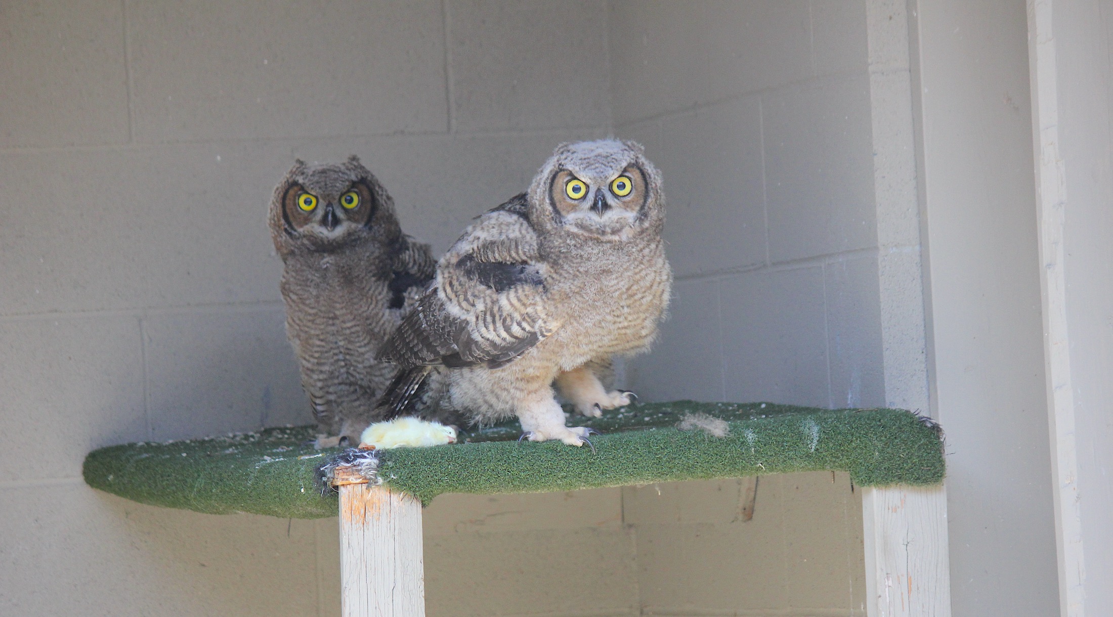 Economy swoops down on SORCO open house - TimesChronicle.ca