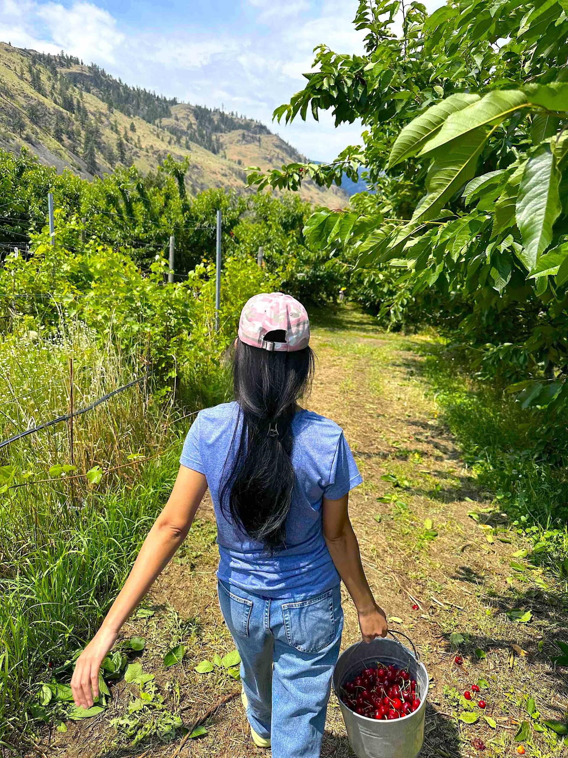 Orchards return to bountiful crops - TimesChronicle.ca