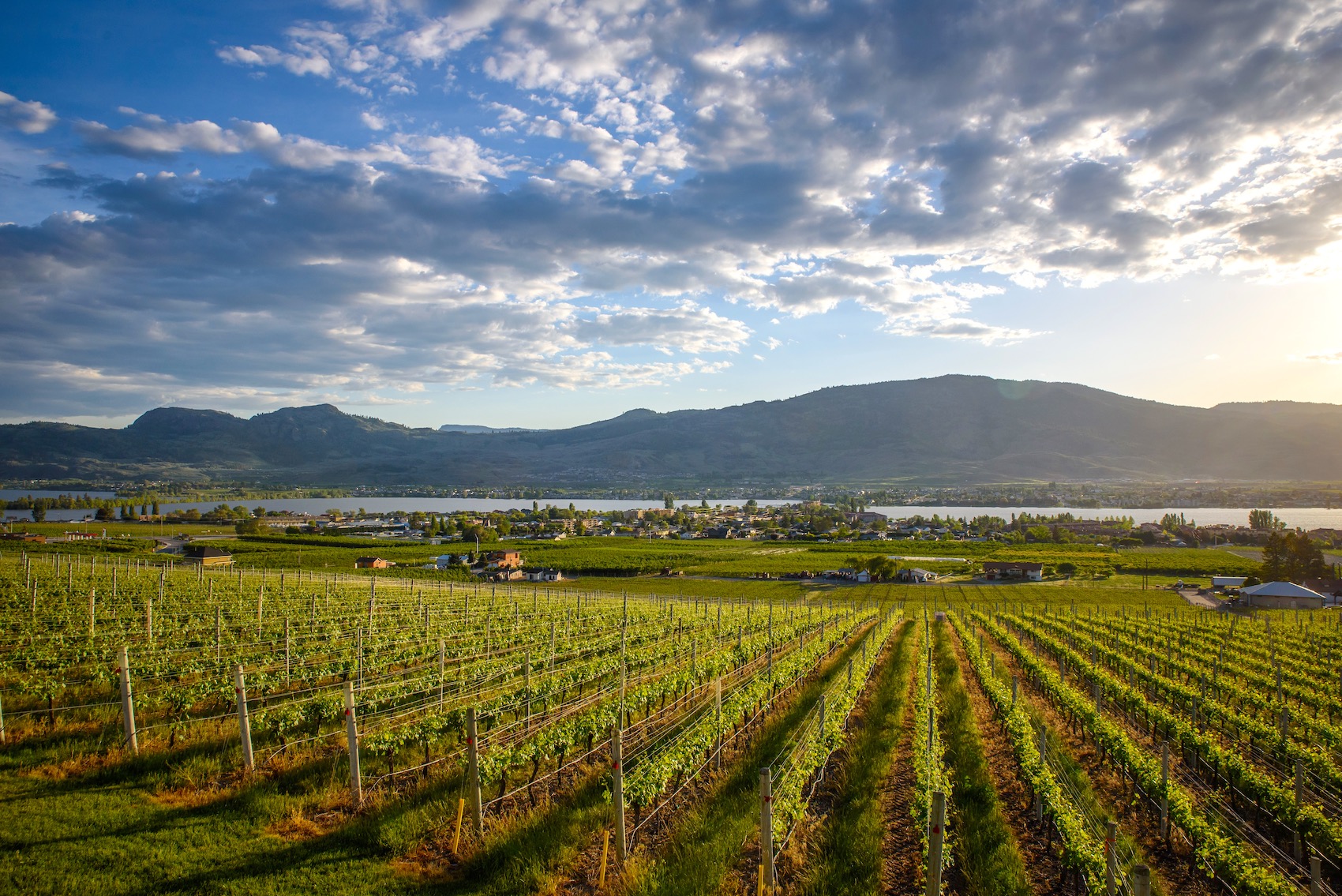 Local wineries rejoice as bountiful 2025 grape harvest begins ...