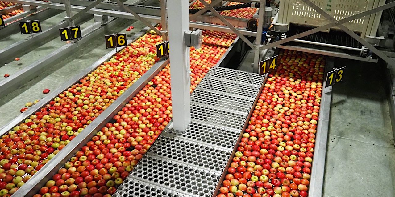 Rebirth of storied BC Tree Fruits in Oliver - TimesChronicle.ca