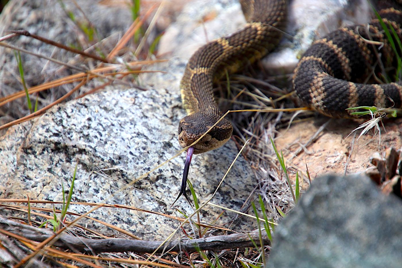 Feds commit funding to Indigenous-led study of rattlesnake ...