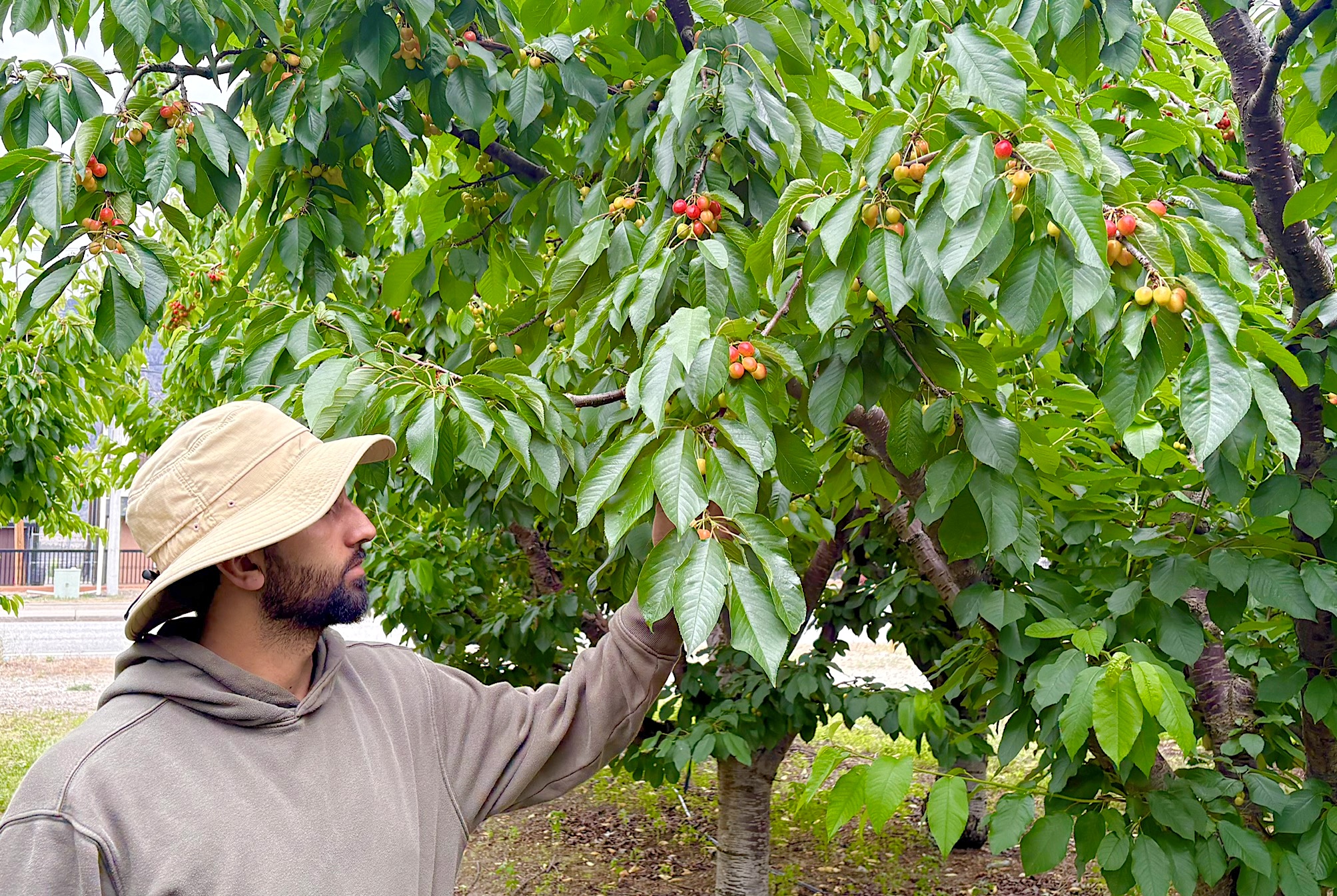 Frosty temperatures take bite out of fruit crops - TimesChronicle.ca